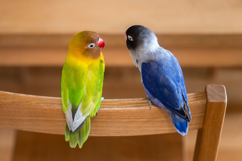 インコ・小鳥が死んだら火葬はできる？遺骨は残るのかや供養方法を紹介 | ペトリィ 小さな家族のセレモニー